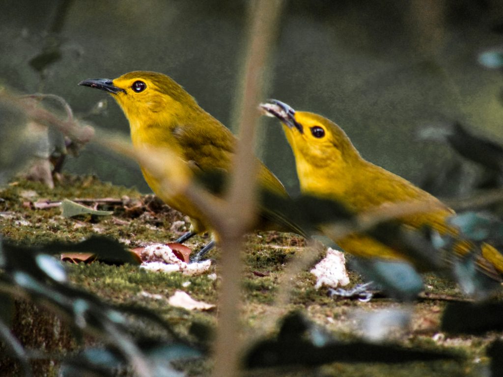 Bird Pixahive