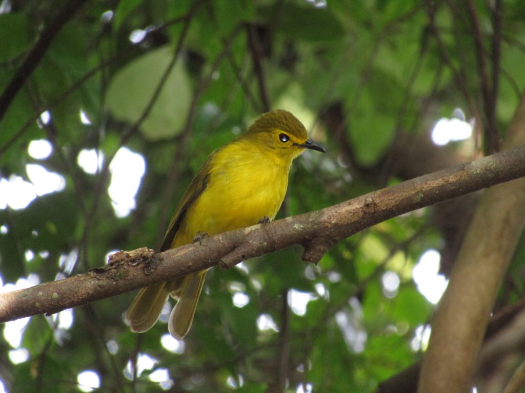Bird Pixahive