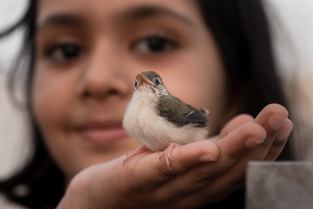 Baby sparrow - PixaHive