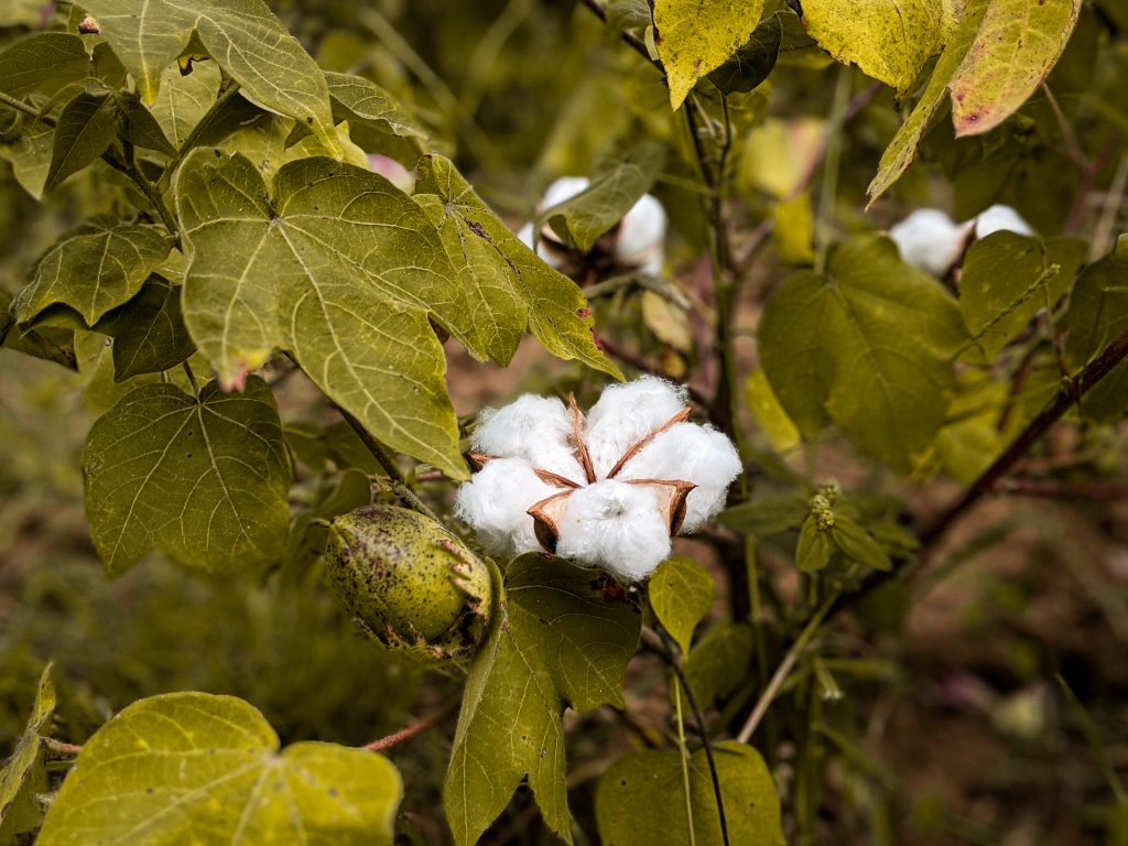 Banaskantha, Gujarat - PixaHive