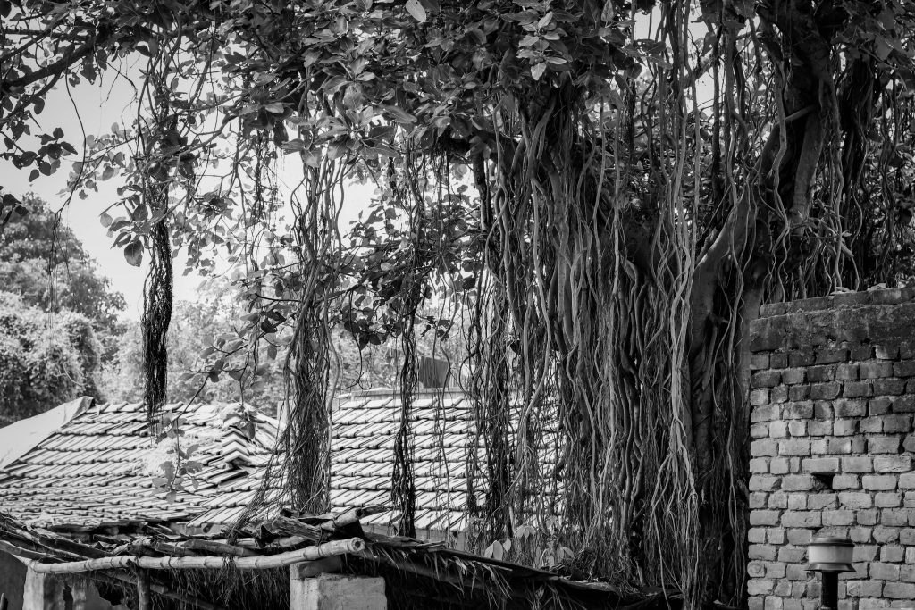 Banian tree - PixaHive