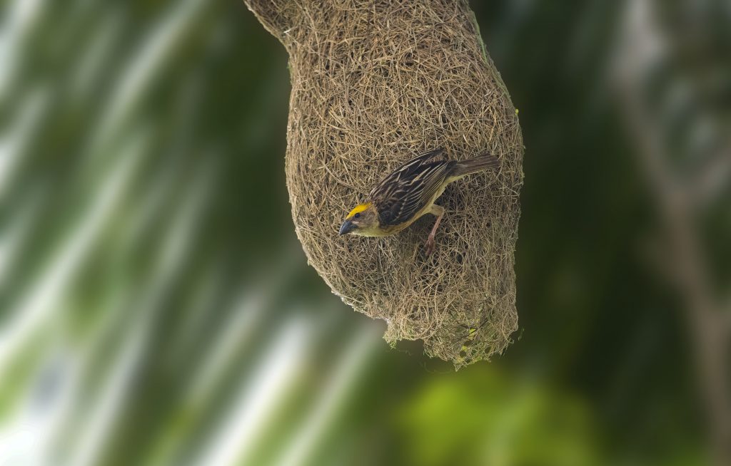 Baya Weaver Bird - PixaHive