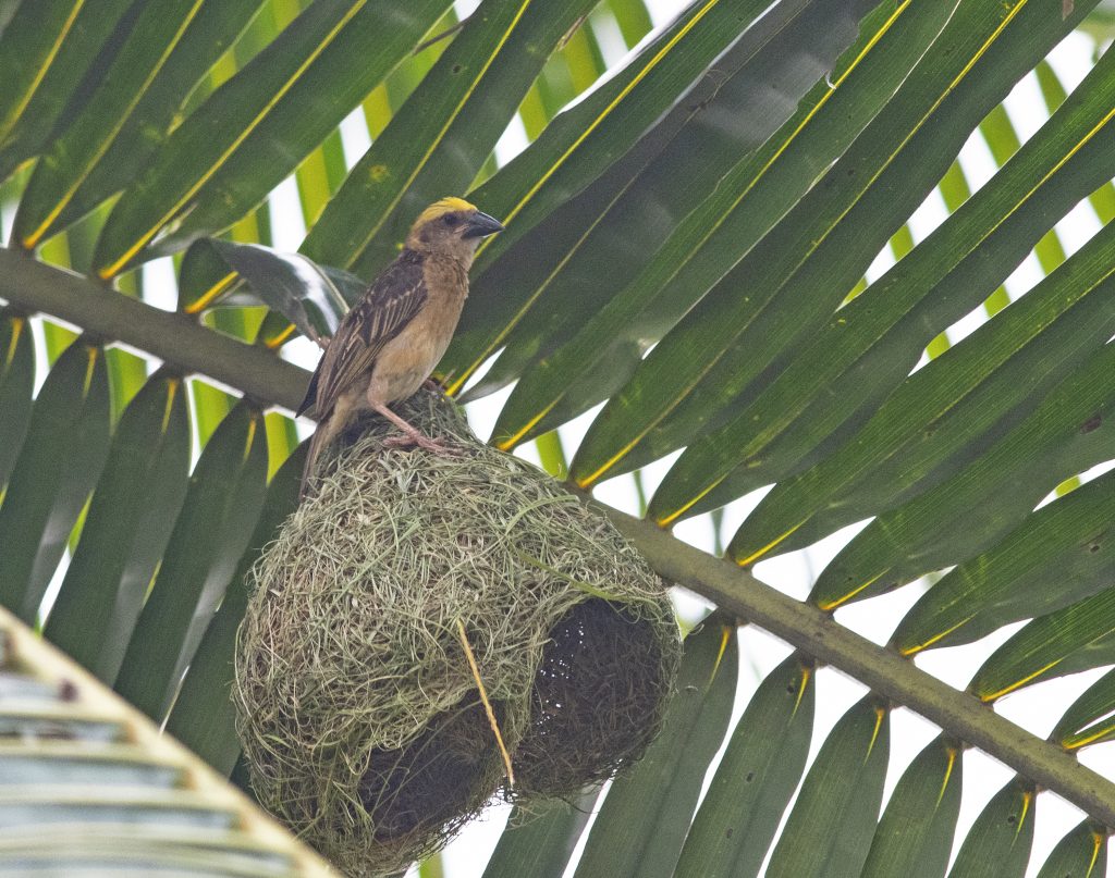 Baya weaver Bird on its nest - PixaHive