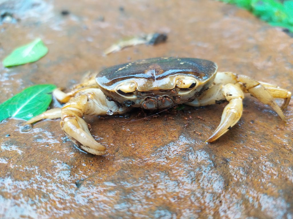 Beautiful crab - PixaHive
