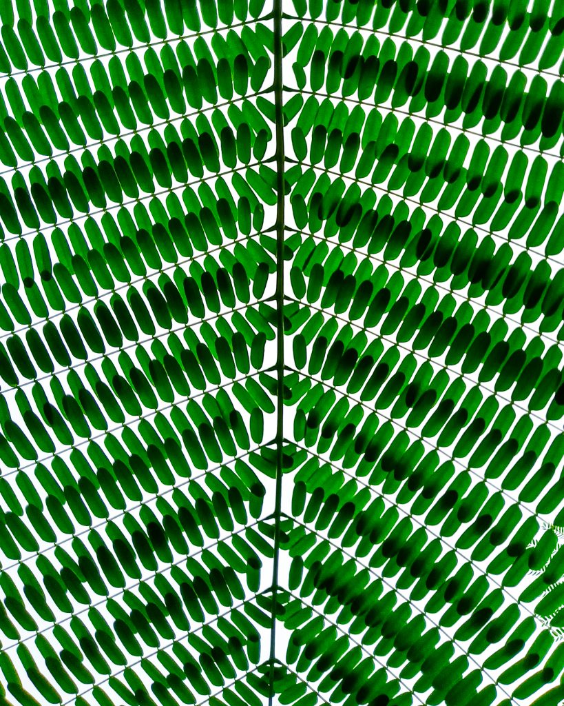 Beautiful pattern by leaf - PixaHive