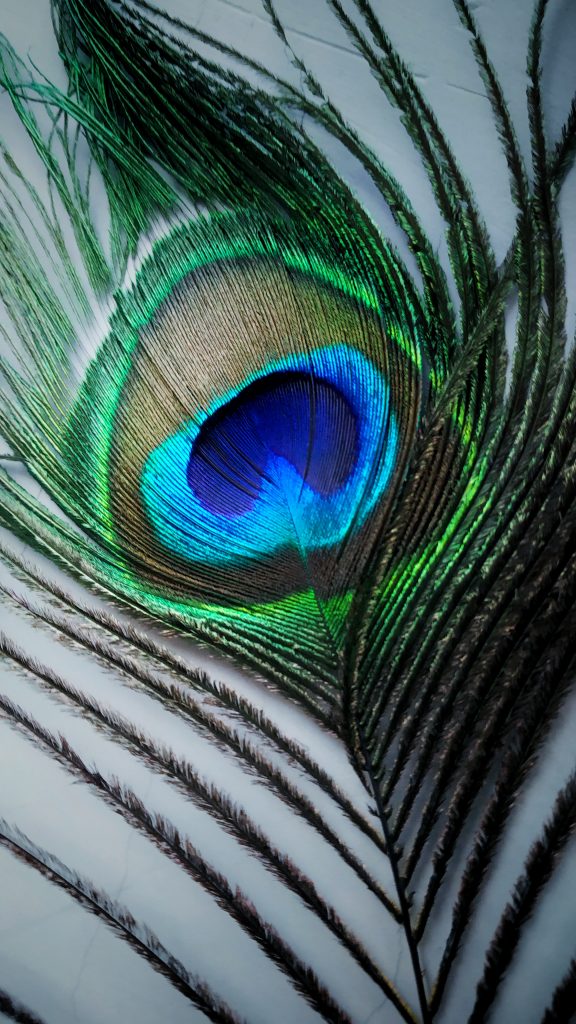 Beautiful peacock feather - PixaHive