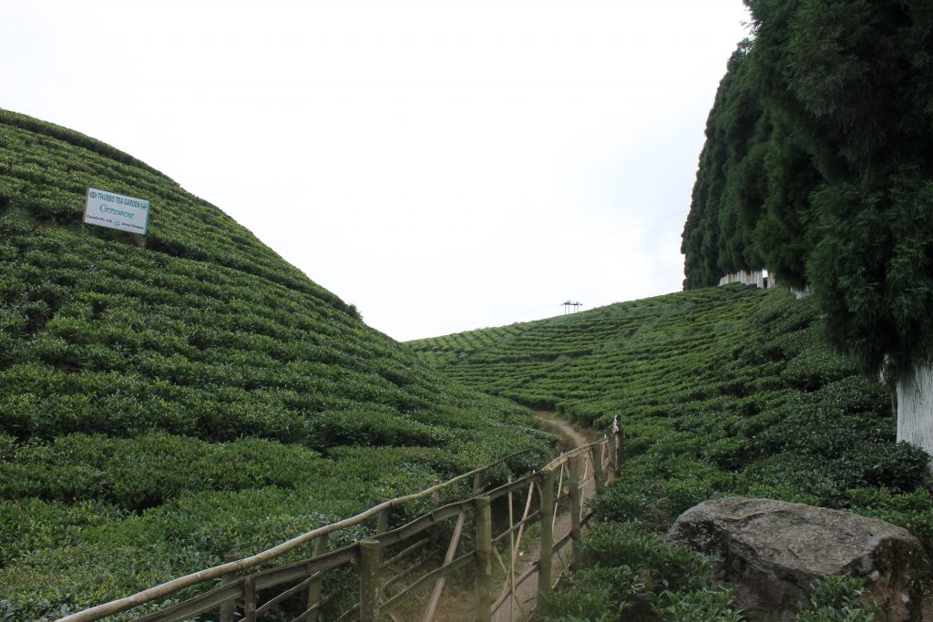 Beautiful tea garden - PixaHive