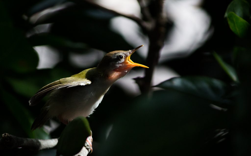 A baby bird crying - PixaHive