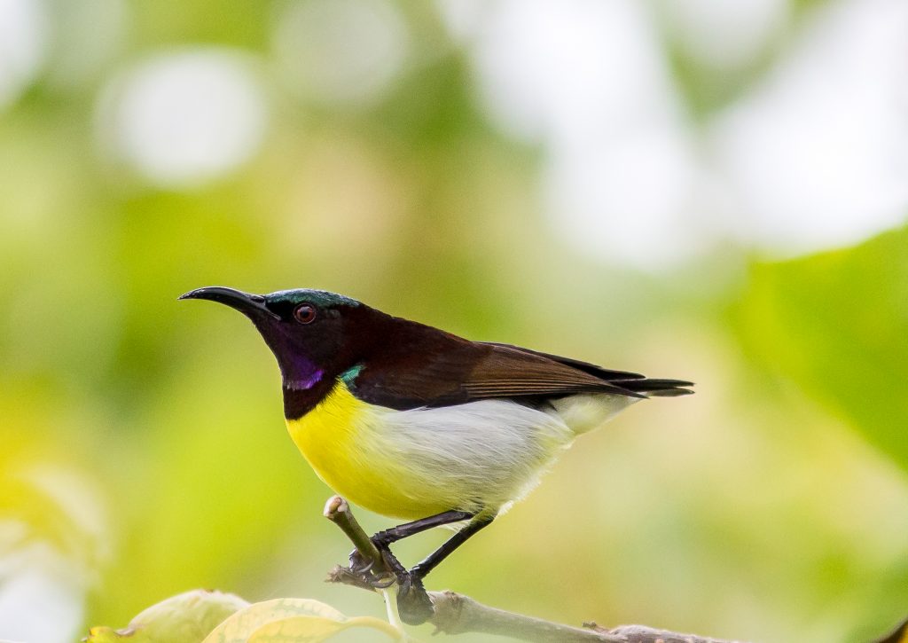 Bird Pixahive