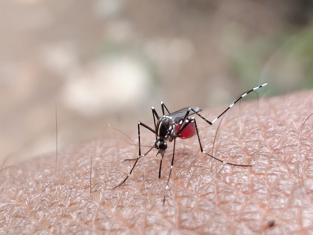 Blood sucker - PixaHive