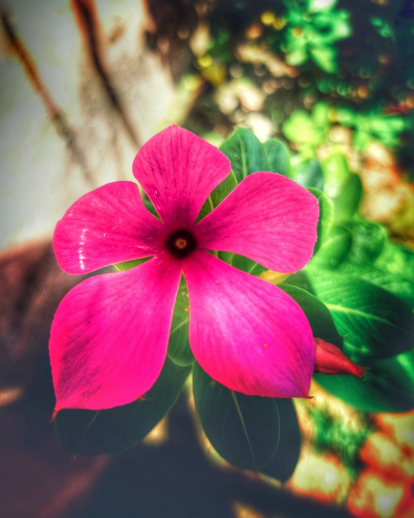 Blooming Pink Flower - PixaHive