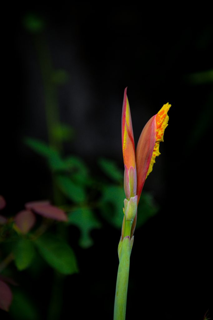 Blooming flower - PixaHive