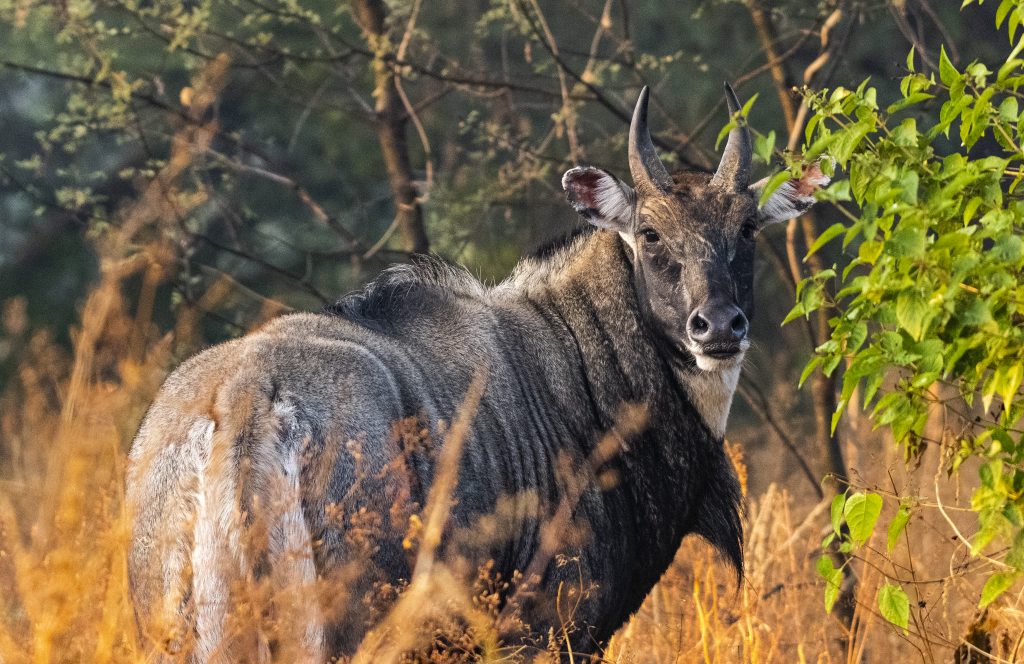 Blue Bull - PixaHive