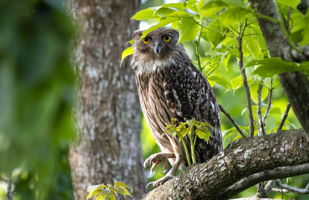 Brown Fish Owl - PixaHive