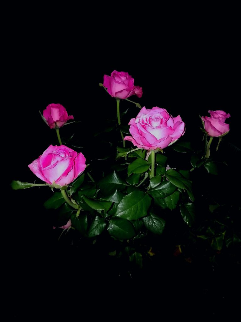 Bunch of Beautiful roses in a night time - PixaHive