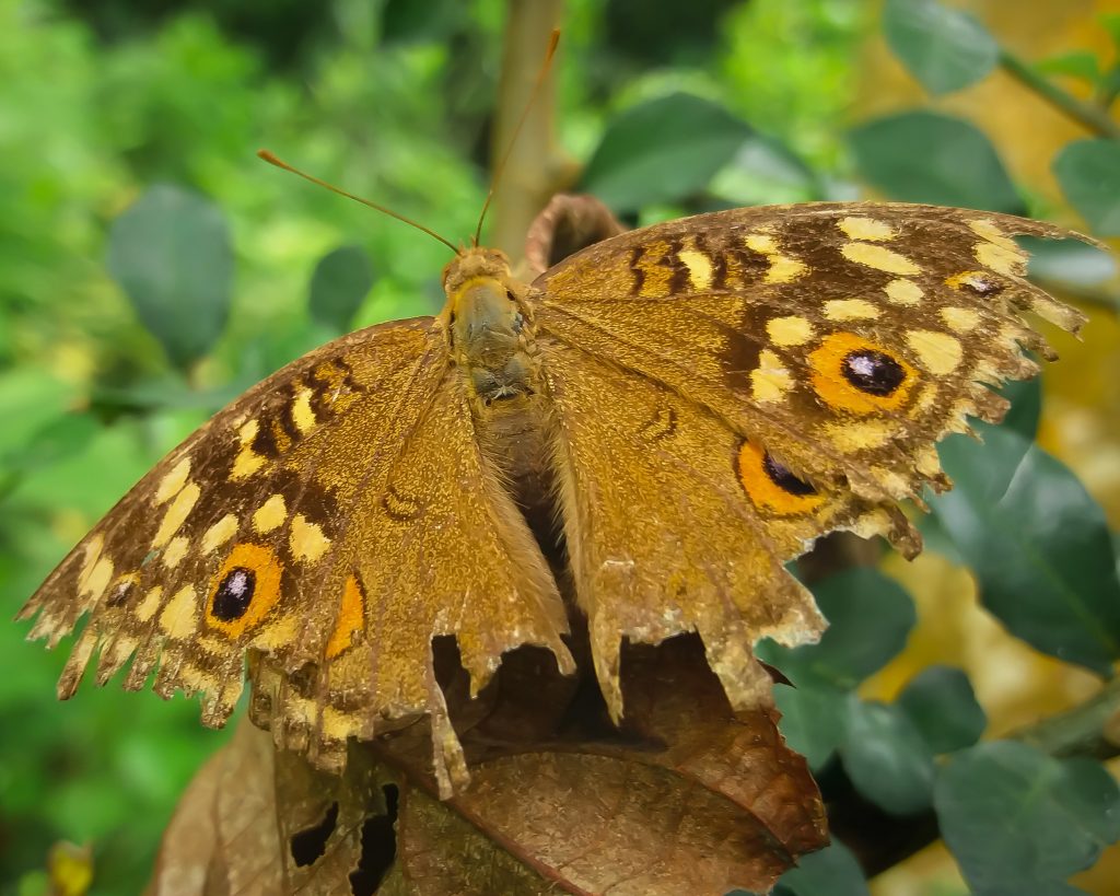 Butterfly on a dry leaf - PixaHive