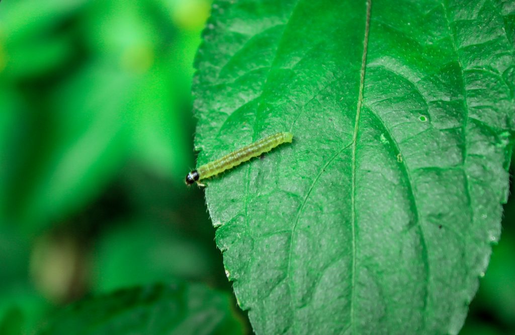 Caterpillar on leaf - PixaHive