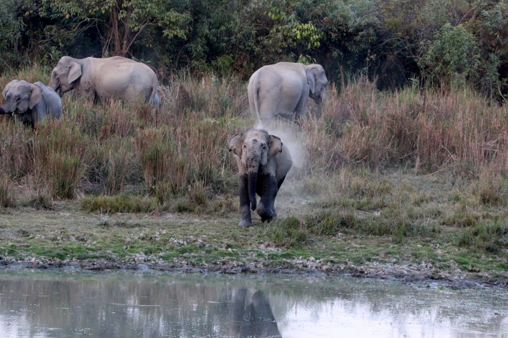 Charging elephant - PixaHive