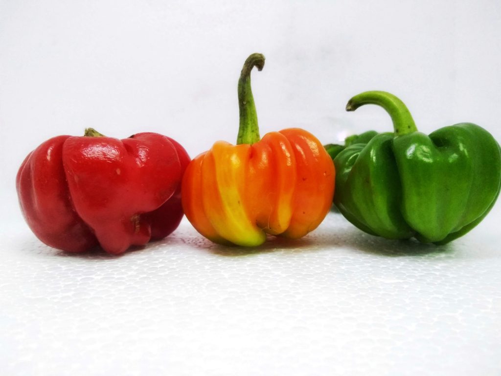 Colorful Capsicums - PixaHive
