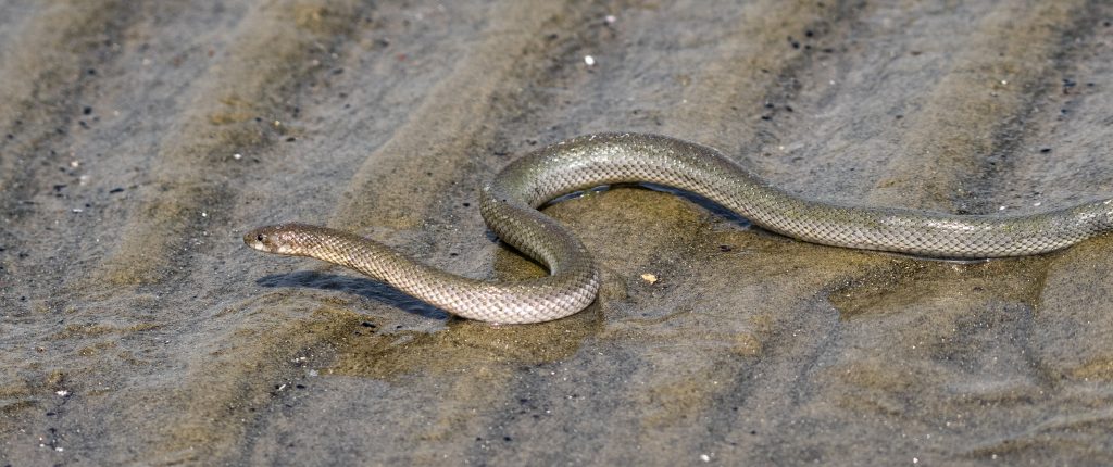 Crab-eating water snake - PixaHive