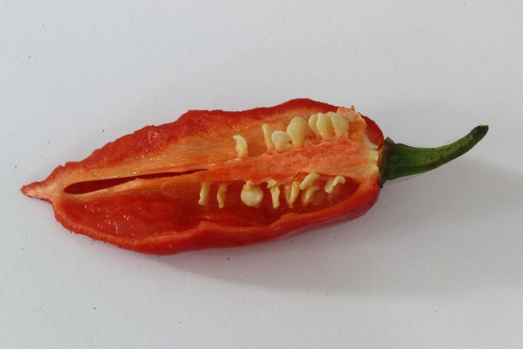 Cut chilli - PixaHive
