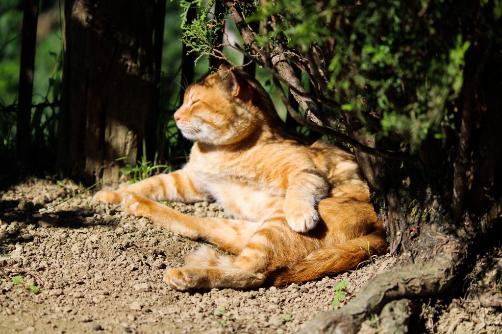 Cute cat Sunbathing - PixaHive