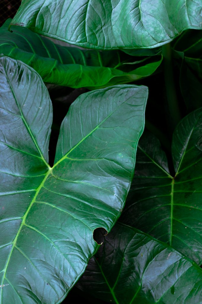 Dark green leaves - PixaHive