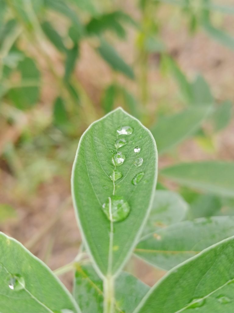 Dew drop photography - PixaHive