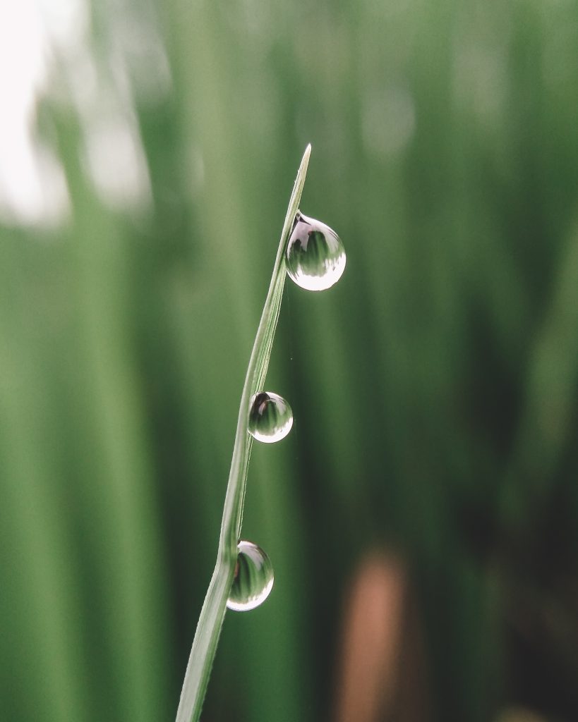 Dew drops - PixaHive