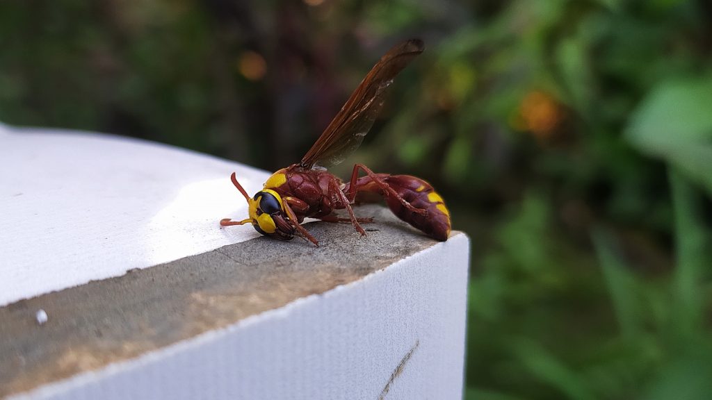 Died Wasps - PixaHive