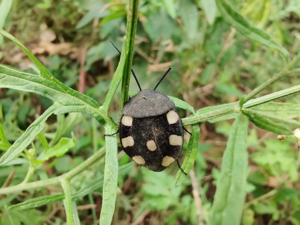 Dotted beetle - PixaHive