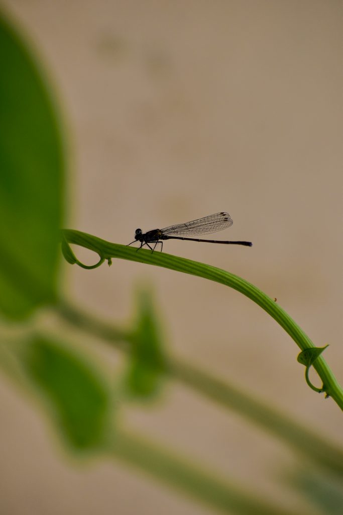 Dragonfly on Stem - PixaHive