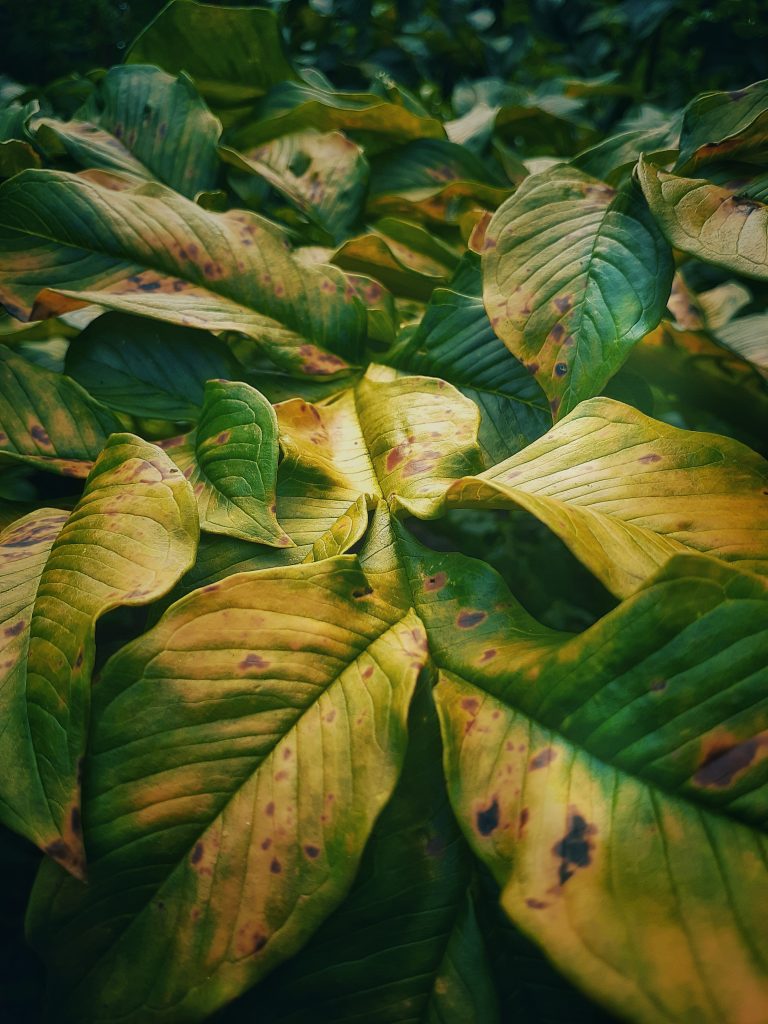 Dry leaves - PixaHive