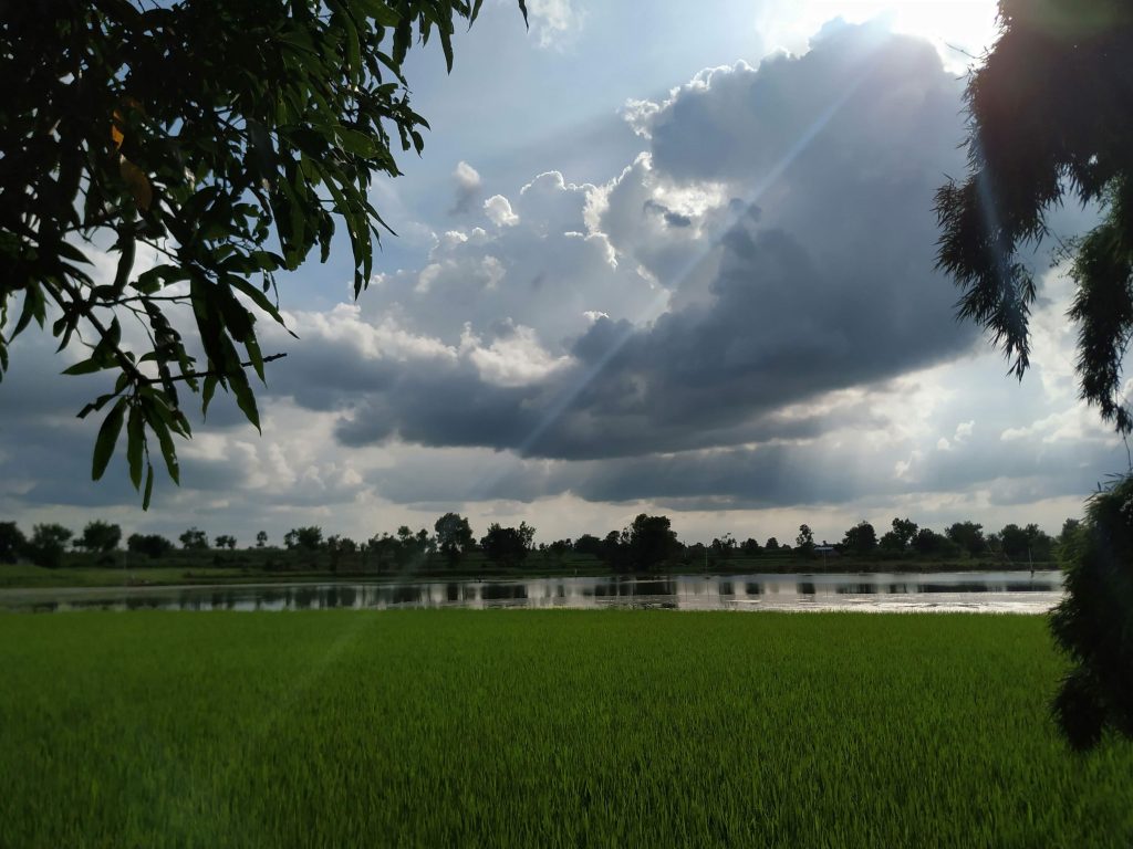 Evening cloudy weather scenes in paddy field - PixaHive