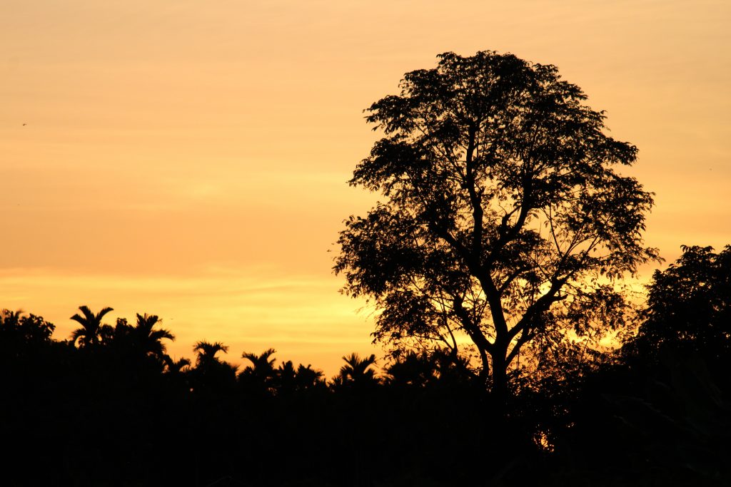 Evening view through trees - PixaHive