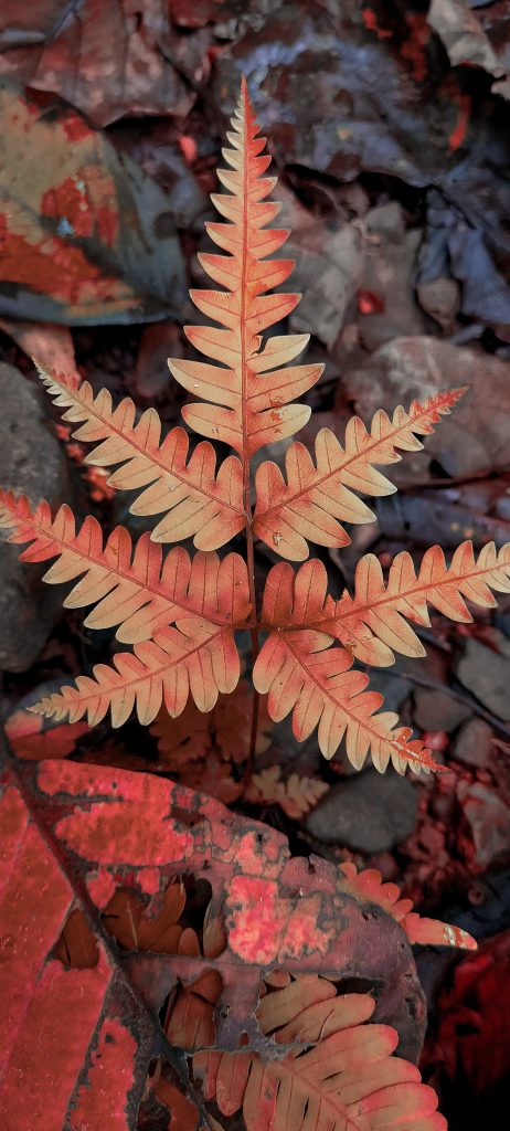 Fallen Red leave - PixaHive