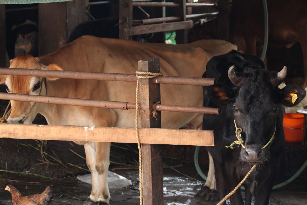 Fearful cows in a farm - PixaHive