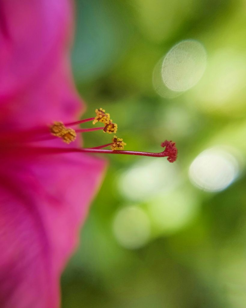 Filament of flower - PixaHive