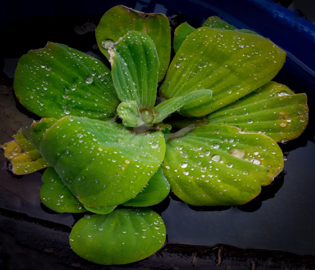 Floating plants - PixaHive