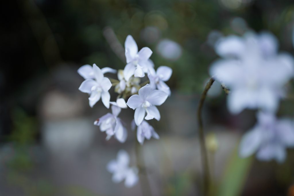 Tiny White Flowers - PixaHive