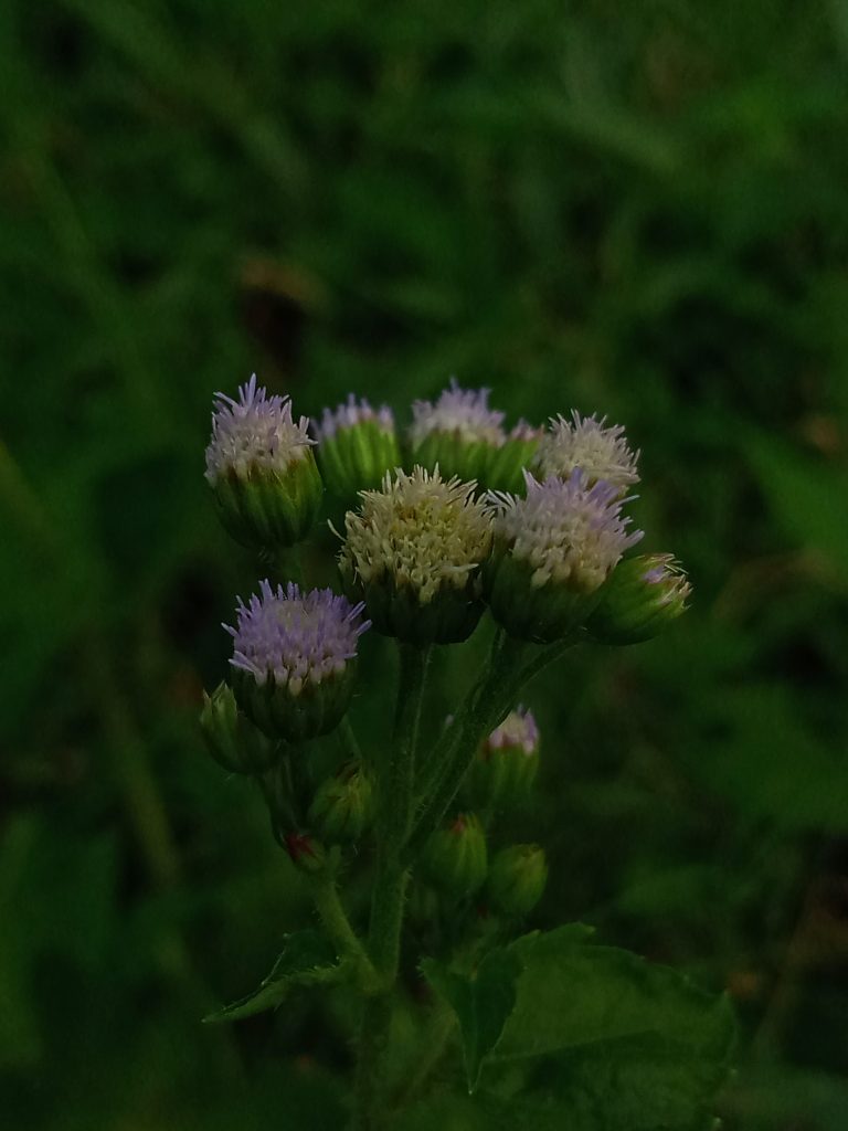 Flowering plant - PixaHive