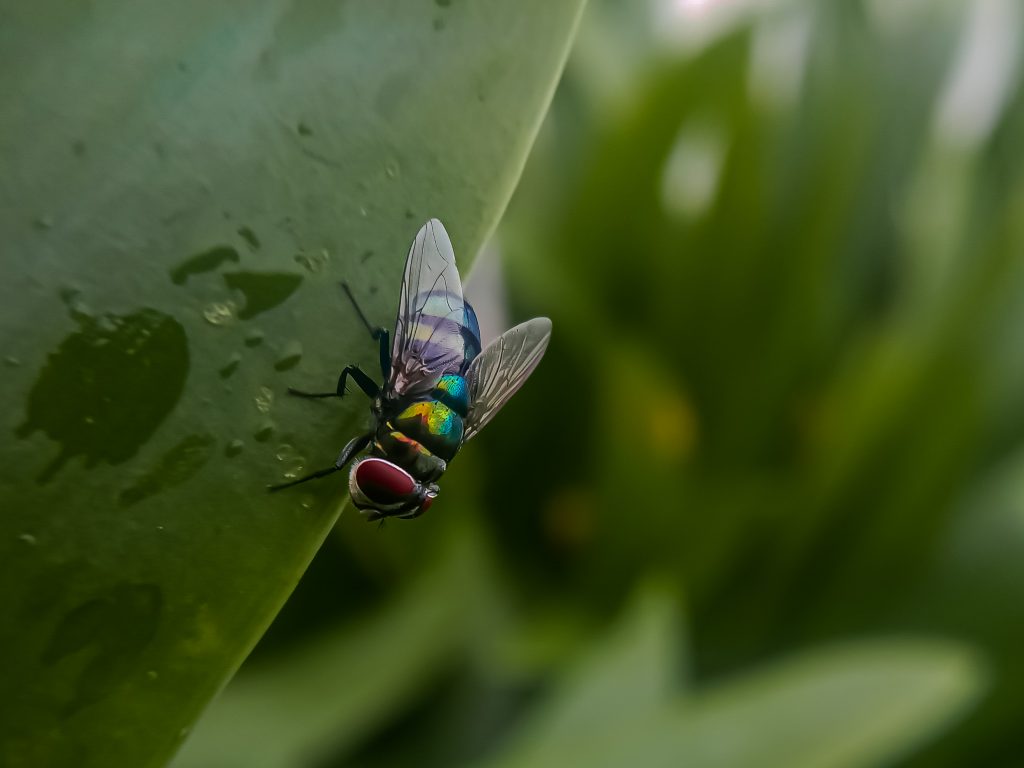 Fly on leaf, with water droplet looks like crown - PixaHive