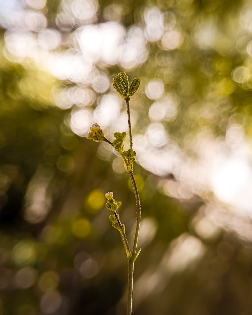 Focus on a tiny plant - PixaHive