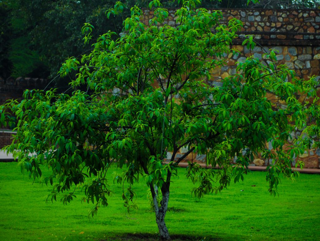 GREEN Plants - PixaHive