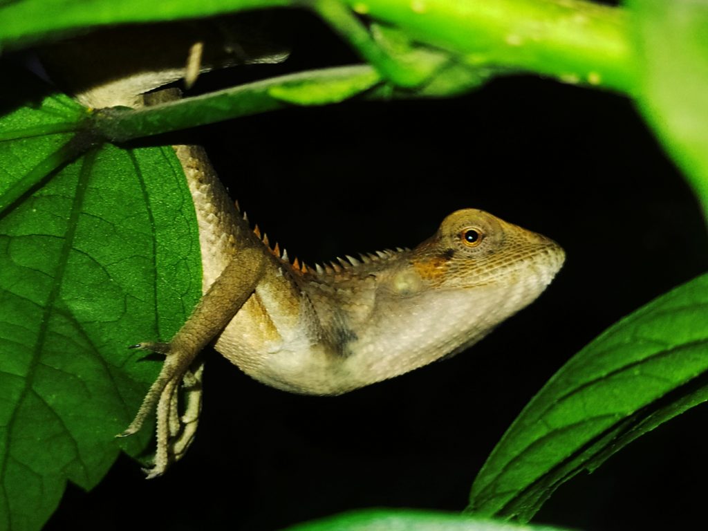 Garden Lizard / raptile - PixaHive