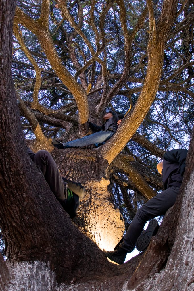 Giant pine tree - PixaHive