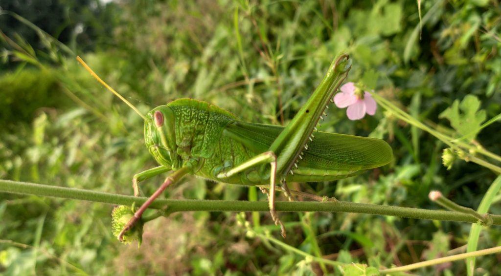 Grasshopper - PixaHive