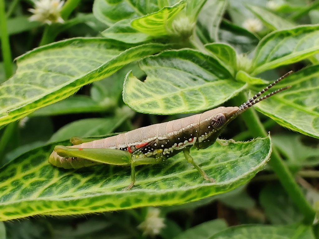 Grasshopper - PixaHive