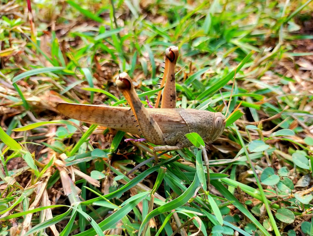 Grasshopper - PixaHive