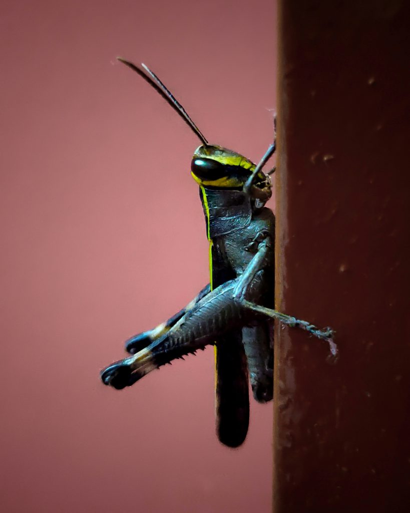 Grasshopper inside the room - PixaHive